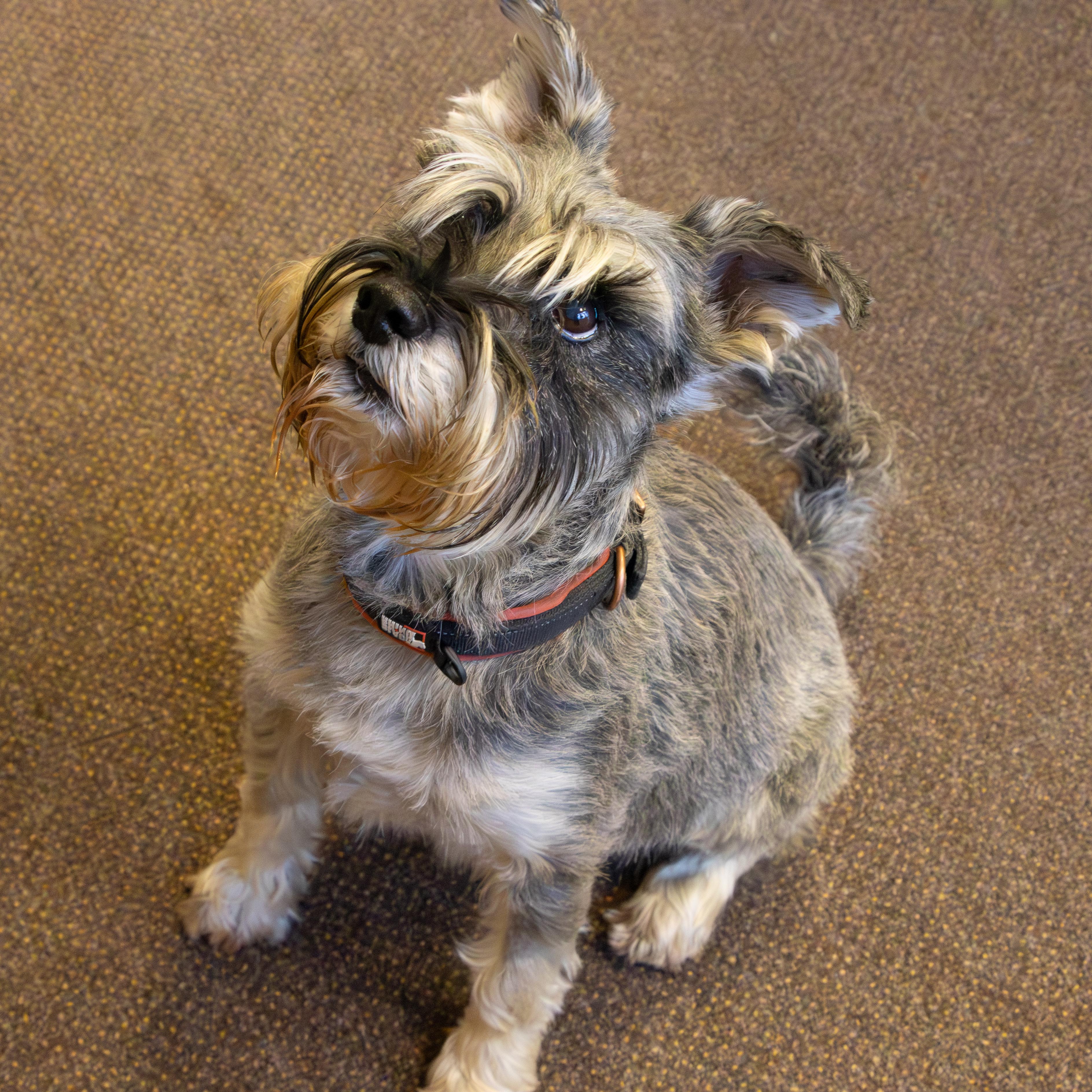 Daphne • Knole Academy